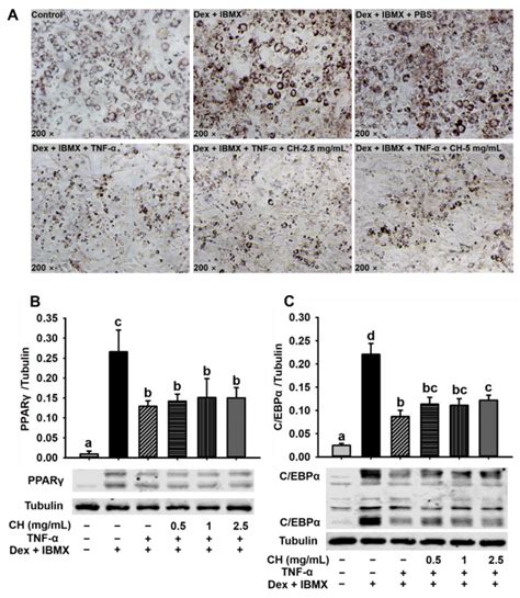 Ch Alleviated Impaired Adipocyte Differentiation Induced By Tnf α
