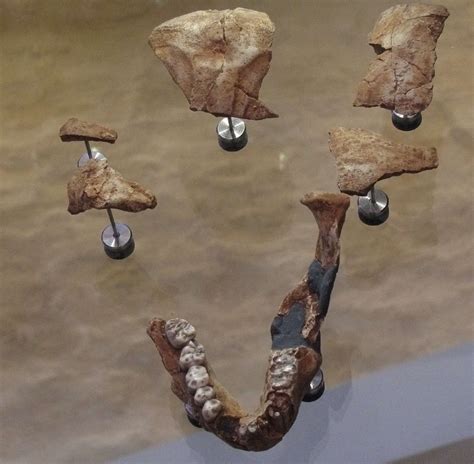 Lucy Australopithecus Afarensis
