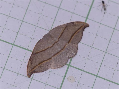 つぐ高原ライト 里山ひきこもり