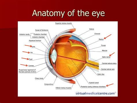 Anatomy Of Eye Ppt Gambaran