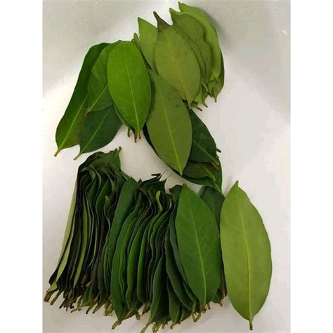 Jual Daun Salam 50 Lembar Dapat Tambahan Bonus Shopee Indonesia