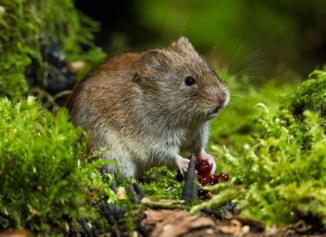 Vole Summary Britannica