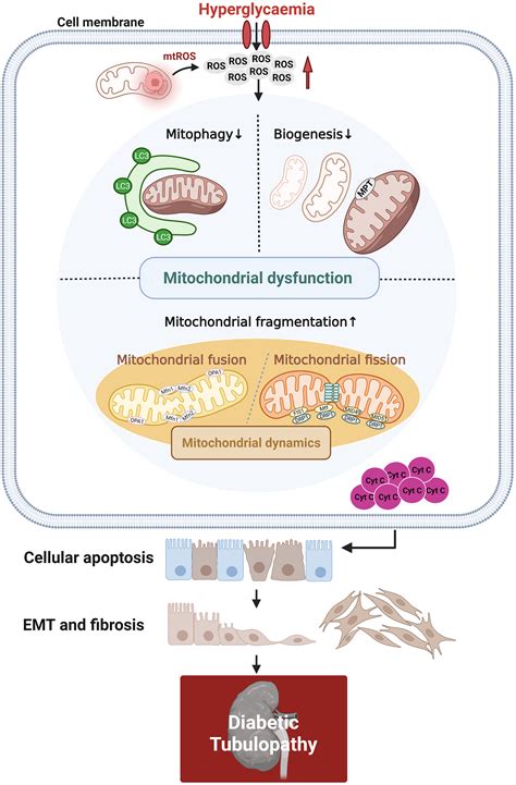 Mitochondrial Dysfunction In Diabetic Tubulopathy Metabolism