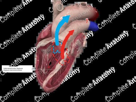 Interventricular Septum Complete Anatomy