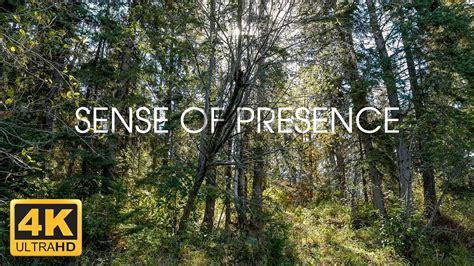 Rustling Leaves And Forest Wind 4k Relaxation Nature White Noise Youtube