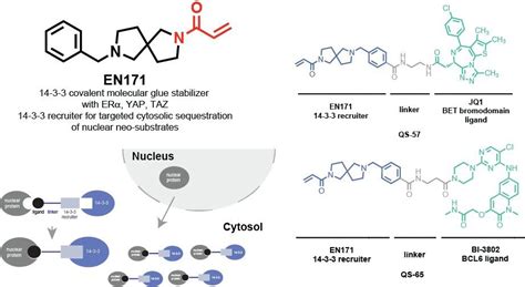 Screening A Fully Synthetic Cysteine Reactive Covalent Ligand Library