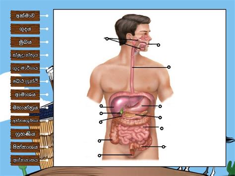 මානව ආහාර ජීරණ පද්ධතිය Labelled Diagram