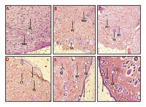 Histological Images X40 From The Wound Healing Activity A
