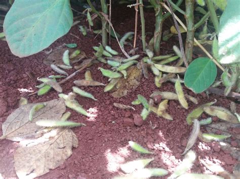 queda de vagens produção de soja em Assis Chateaubriand PR já tem Notícias Agrícolas