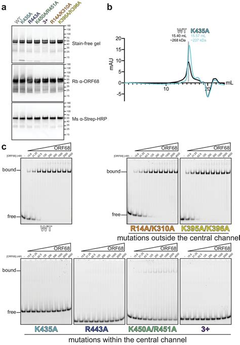 Figures And Data In A Pentameric Protein Ring With Novel Architecture