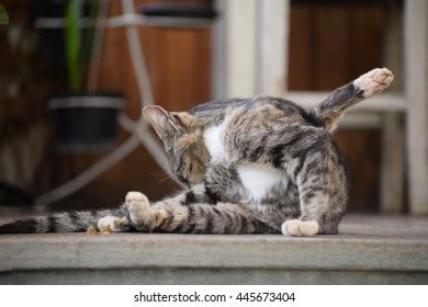 Cat Licking Itself Images Stock Photos Vectors Shutterstock