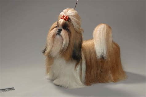 Ши тцу. Shih tzu. Фото ши тцу. СОБАКИ и редкие ПОРОДЫ СОБАК. Щенки ши ...