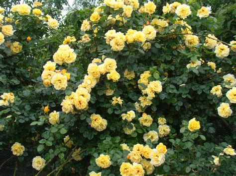 Dreaming Spires Lens Roses