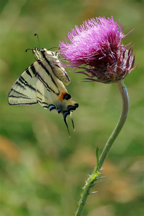 Swallowtail By Organicvision On Deviantart