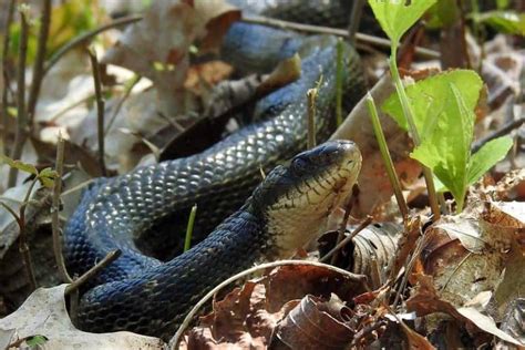 5 Kinds Of Rat Snakes In Georgia Pictures And Facts Reptile Jam