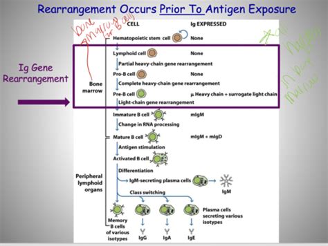 Genetics Of Antigen Recognition Flashcards Quizlet