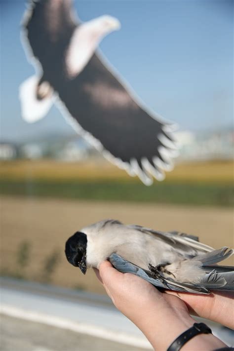 Bird Collision Transparent Noise Free Photo On Pixabay