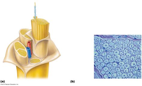 Structure Of Nerve With Connective Tissue Wrappings Diagram Quizlet