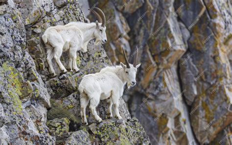 Premium Photo Resilient Goats On Sheer Cliffs
