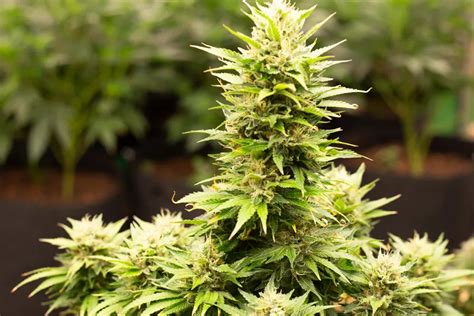 Cannabis Potency Test Kit For Thc And Cbd Testing