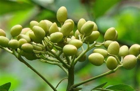 Servicios Ultreia Biopeluquería