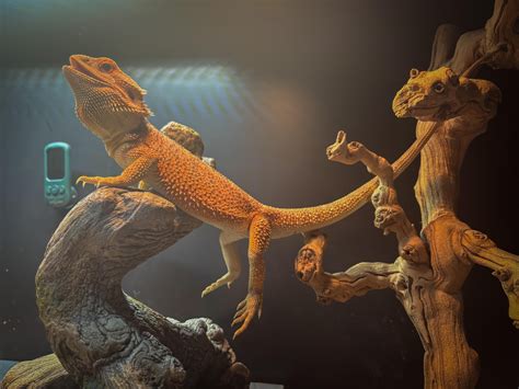 Bro I Stg She Doesnt Have Body Physics Rdrunkbeardies