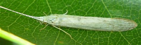 Nectopsyche Bugguidenet