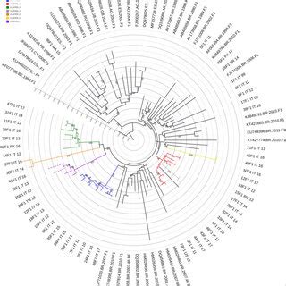 Phylogenetic Inference Derived From Sequence Analysis Of The Subtype