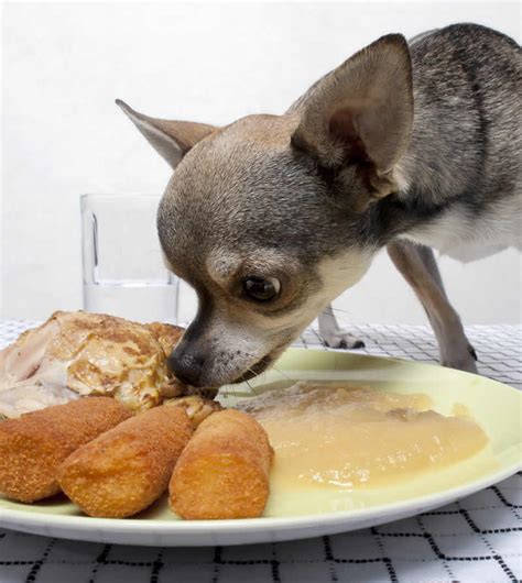 Qué Alimentos Puede Comer Mi Perro Y Cuáles No Conociendo A Mi Perro