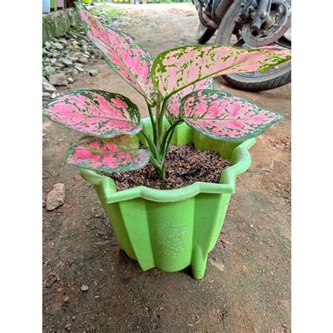 Jual Tanaman Shopee Indonesia