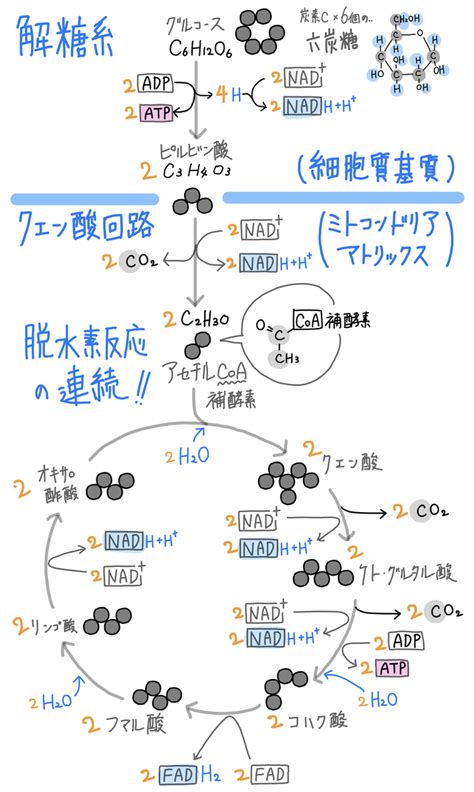 15コハク酸脱水素酵素 SOIL SHOP生物教材製作所 自習室