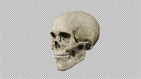 Premium Psd A Skull With A Missing Jaw And A Missing Jaw