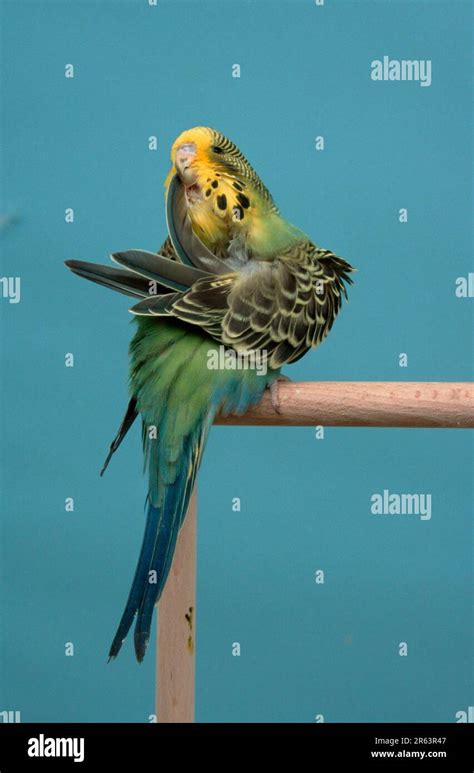 Budgerigar Melopsittacus Undulatus Young Female Budgie Wing