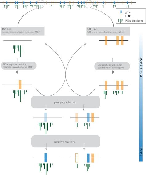 Purifying Selection Example Purifying Selection Example