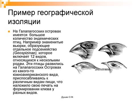 Изоляция – эволюционный фактор - презентация онлайн
