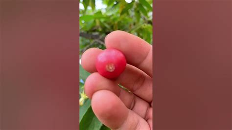 Sa Taas Ng Serisas Nagtatampo Funny Video Youtube