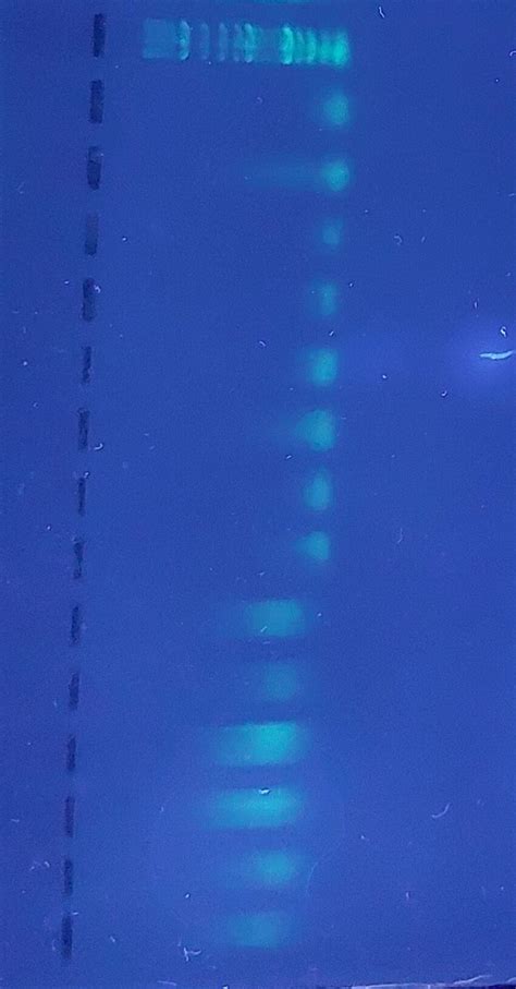 Why My Pcr Gives Amplificate Smear Researchgate