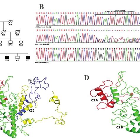 Mutation Analysis And Homology Modeling Of Dysf A Pedigree Of Download Scientific Diagram