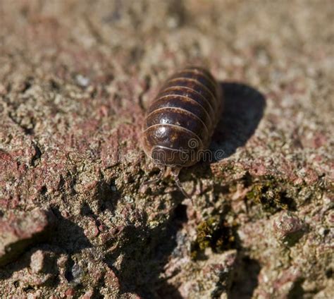 Garden Cutworm Stock Image Image Of Soil Common Brown 52994325
