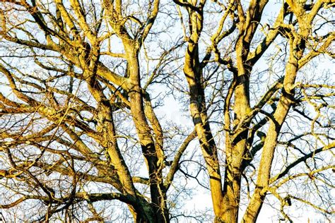 Trees Without Leaves During Winter Season In England Uk Stock Photo Image Of Park Nature