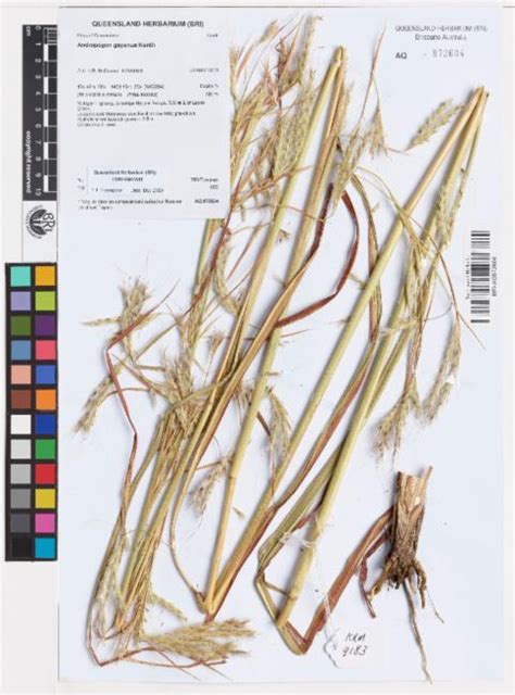 Gamba Grass Weeds Australia
