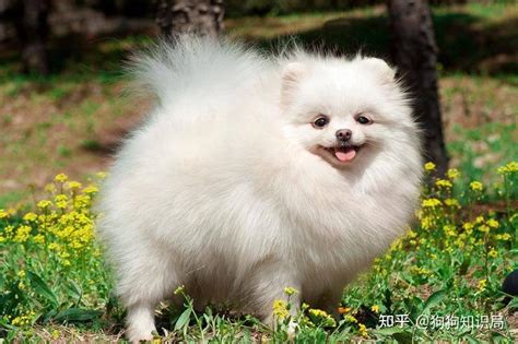 难怪少人养“博美犬”，原来它这么“可怕” 知乎