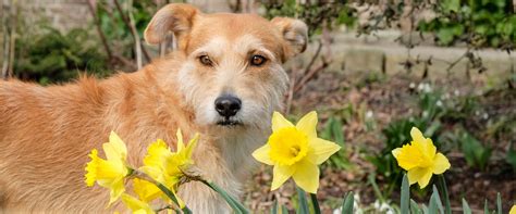 Are Daffodils Toxic To Cats And Dogs