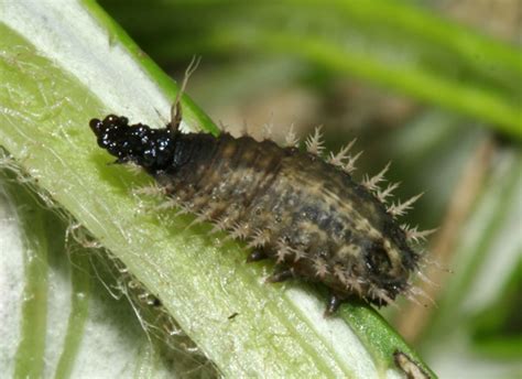 Cassidinae Larva Cassida Rubiginosa Bugguide Net