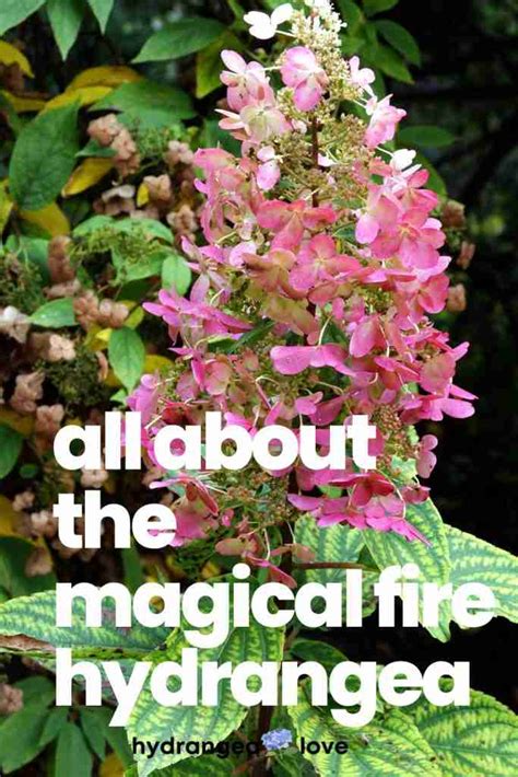 Magical Fire Hydrangea Everything You Need To Know Hydrangea Love