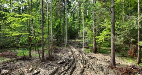 Logs Of Trees Lie On The Ground Among Green Trees Logging Deforestation Stock Video Video Of