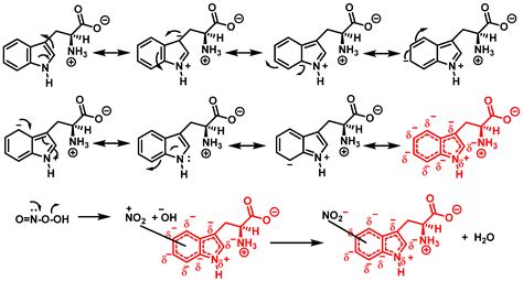 Reactive Species On Amino Acids Encyclopedia Mdpi