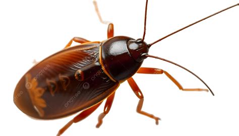 Cockroaches Isolated From White Background Cilpping Paths Cockroaches Isolated From White