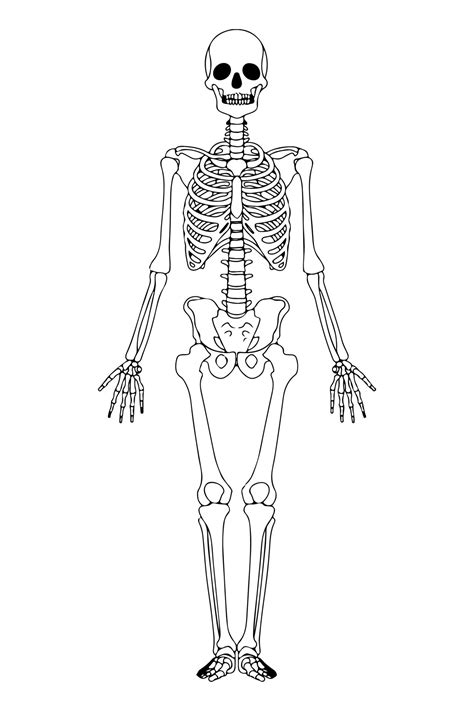 Esqueleto Esbozado Ilustración Esqueleto Humano Negro Aislado
