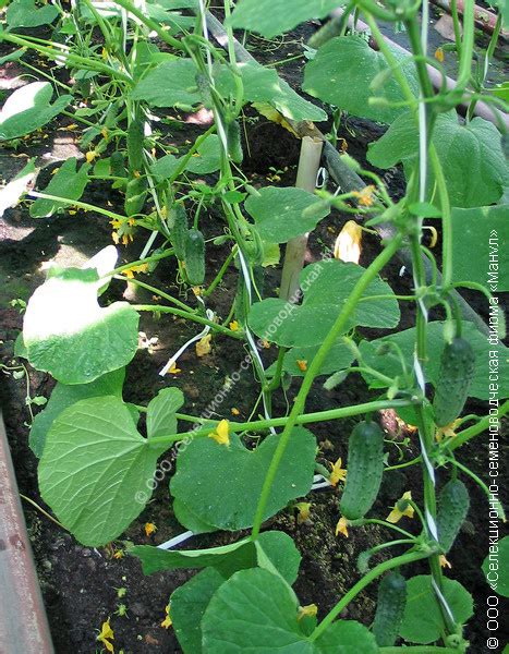 Огурец F1 Балконный